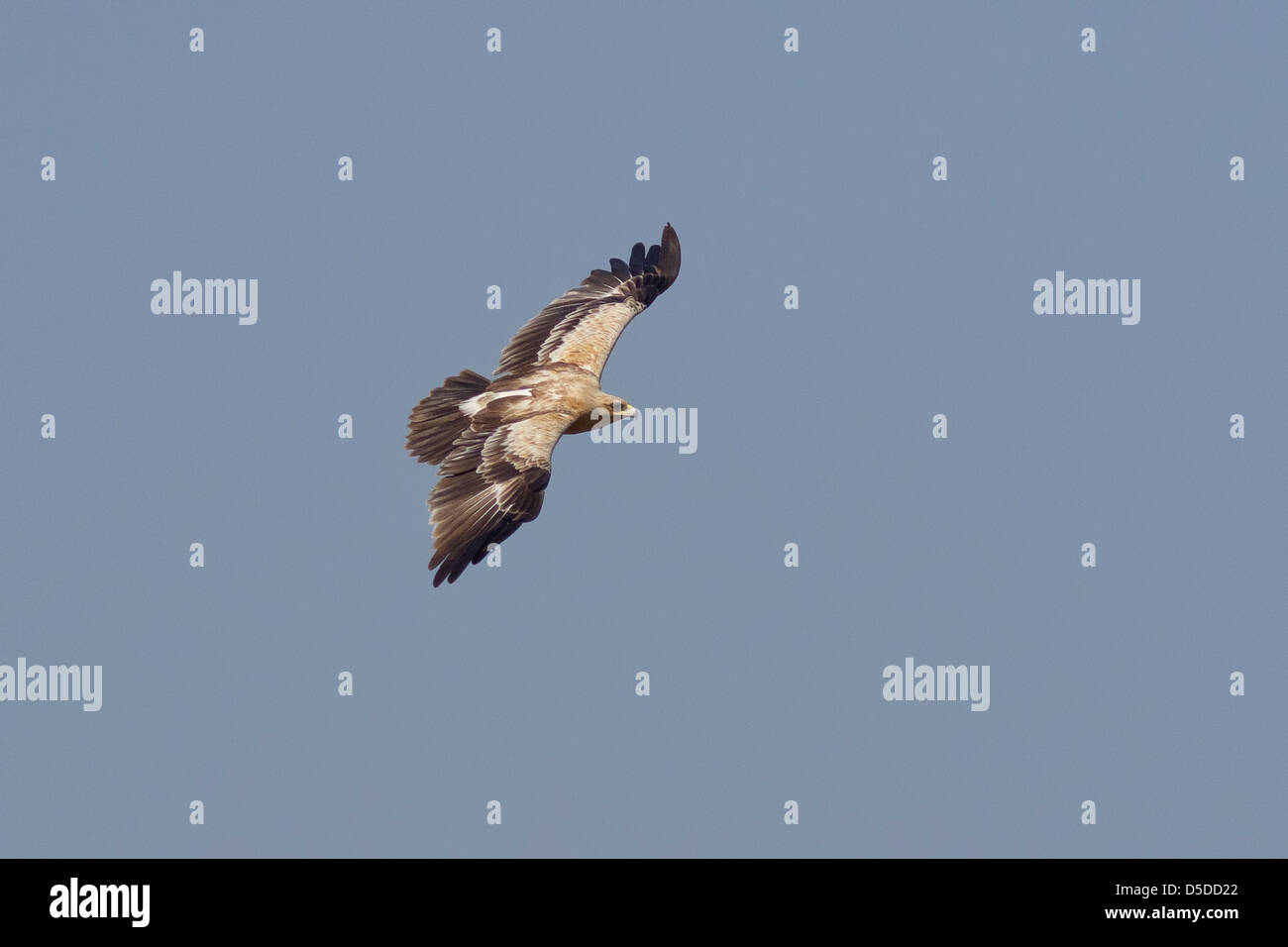 Greater spotted eagle (Aquila clanga) (light form) in flight Stock ...