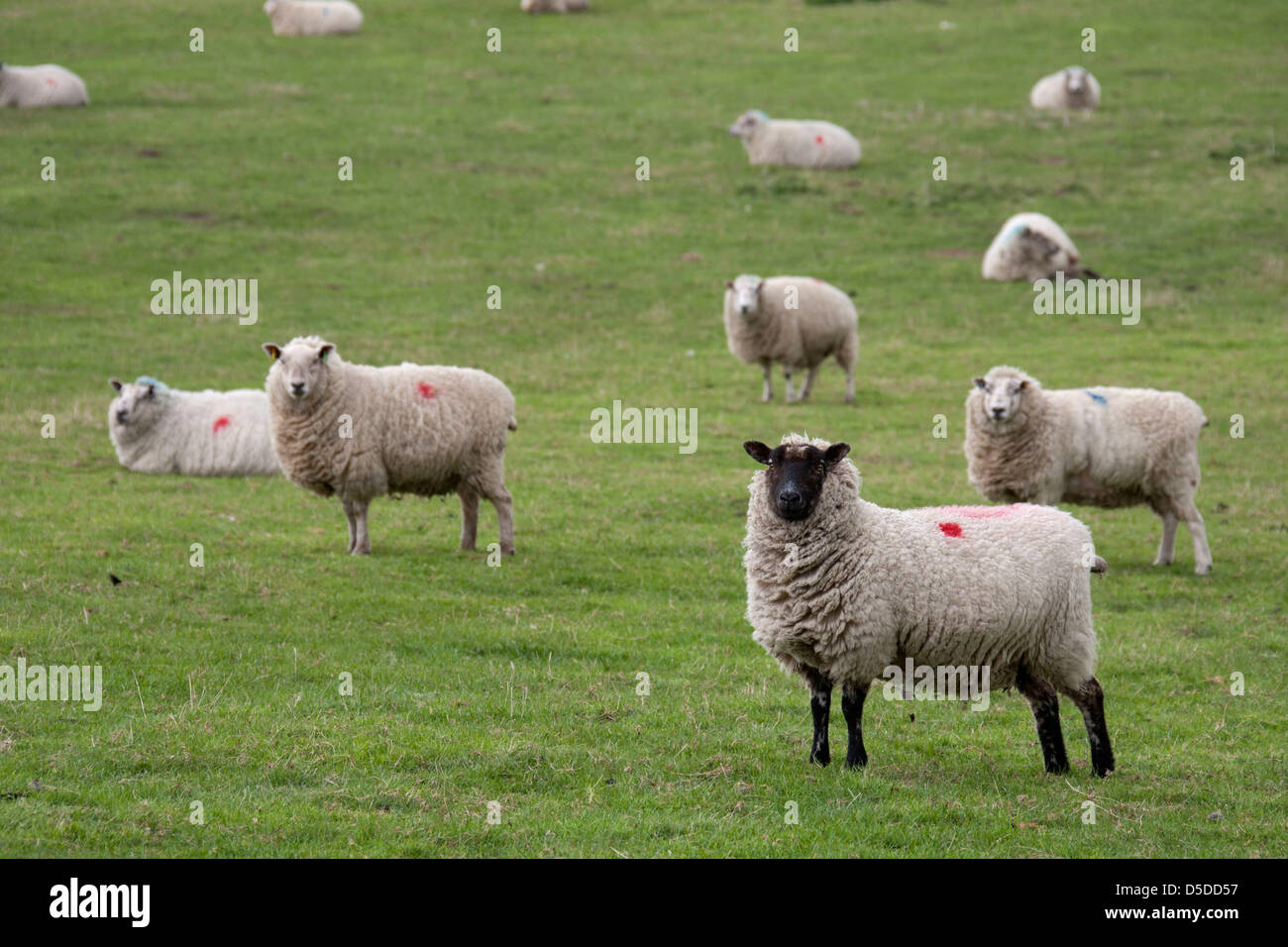 Sheep on a grass field Stock Photo - Alamy