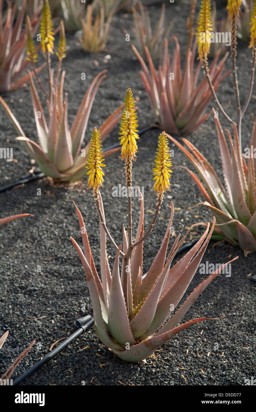 Curacao aloe vera plantation hi-res stock photography and images - Alamy