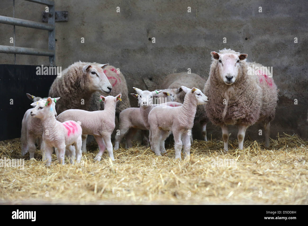 Ewes and lambs in a straw yard on British farm Stock Photo - Alamy