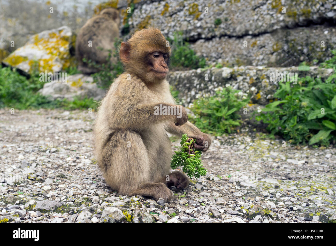 Young macaque monkey playing with grass and weeds, Gibraltar Stock ...