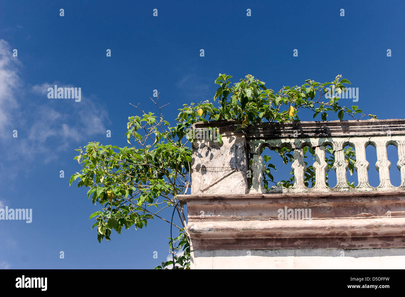 Weeds growing out the top of a balcony Stock Photo - Alamy
