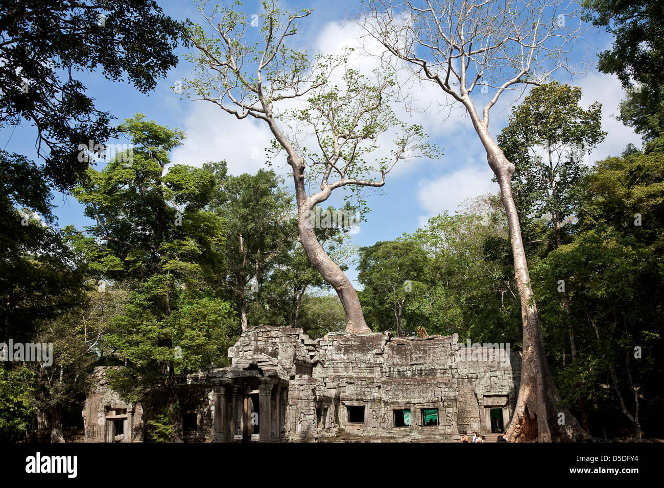 Ta Prohm temple. Angkor. Cambodia Stock Photo - Alamy
