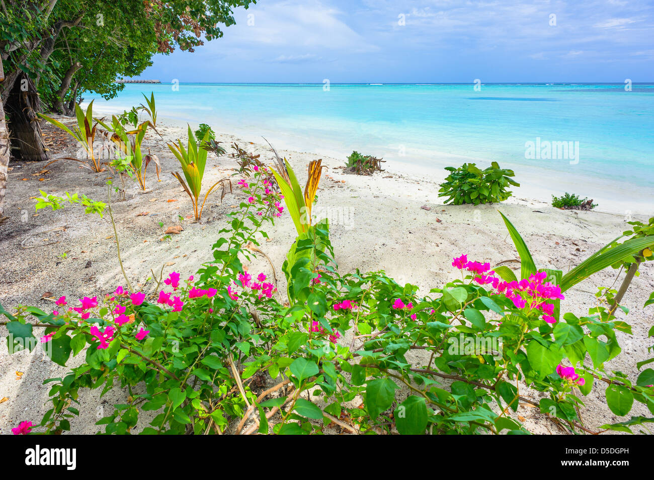 Ocean view tropical plants hi-res stock photography and images - Alamy