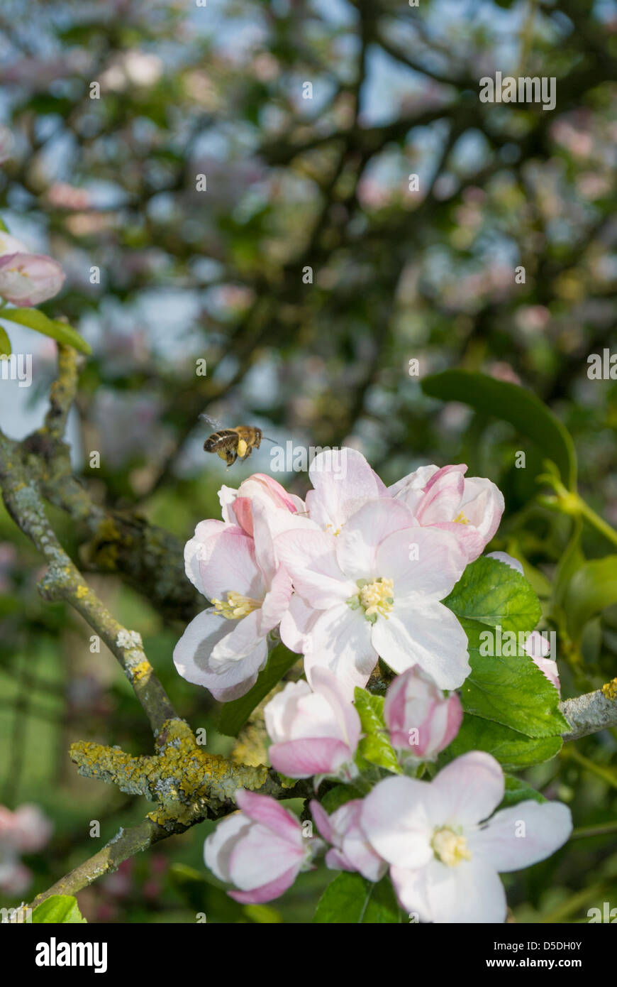 Honey bee hovering over blossom with full pollen baskets Stock Photo ...
