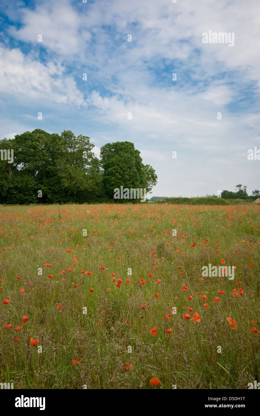 Field of poppies Stock Photo - Alamy