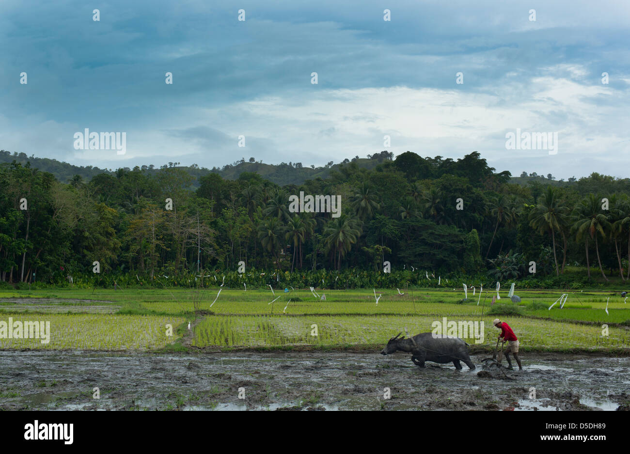 Farmer Plowing With Water Buffalo High Resolution Stock Photography and ...