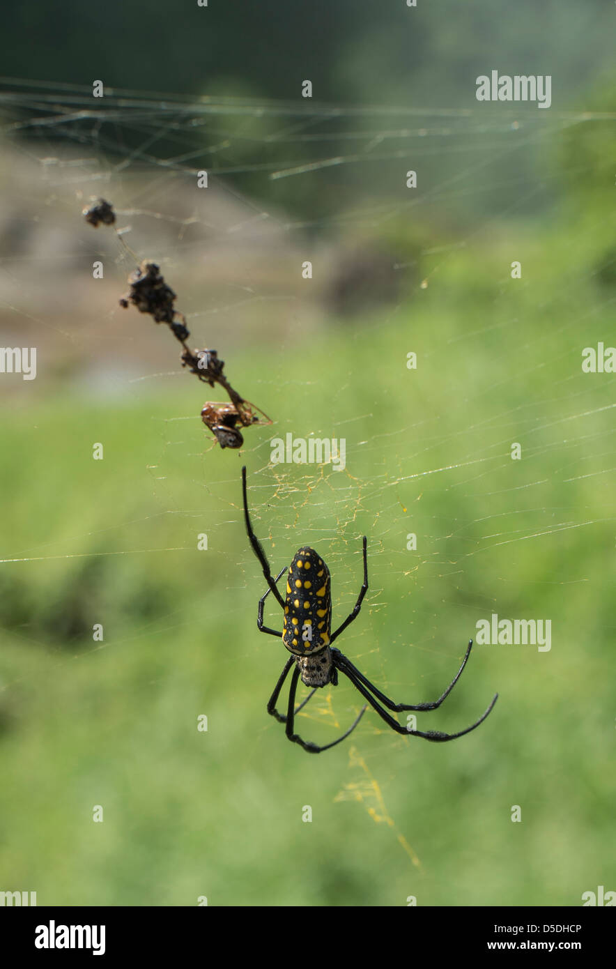 Golden silk orb-weaver in its web with prey Stock Photo - Alamy