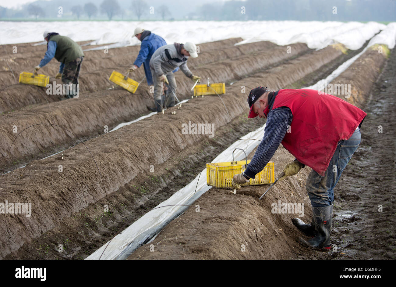 Asparagus field spargelhof hi-res stock photography and images - Alamy