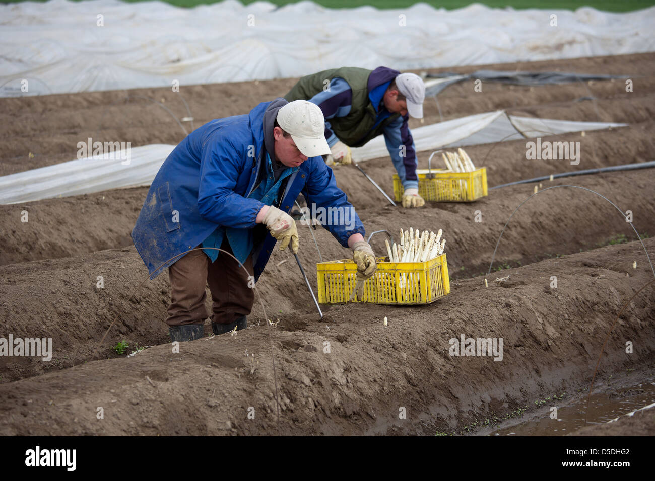 Asparagus field spargelhof hi-res stock photography and images - Alamy