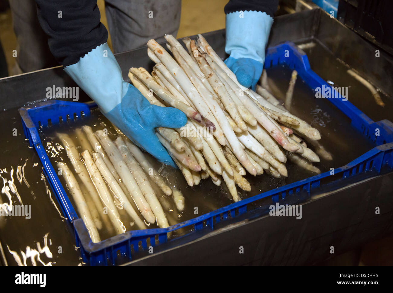 Herten inside hi-res stock photography and images - Alamy