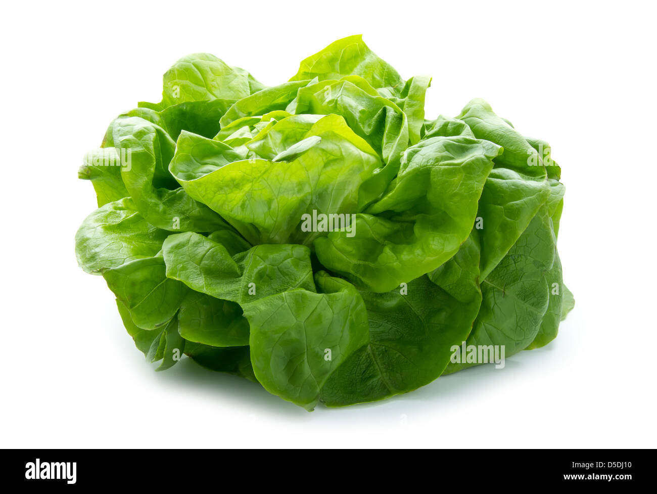 fresh organic lettuce isolated on white background Stock Photo - Alamy