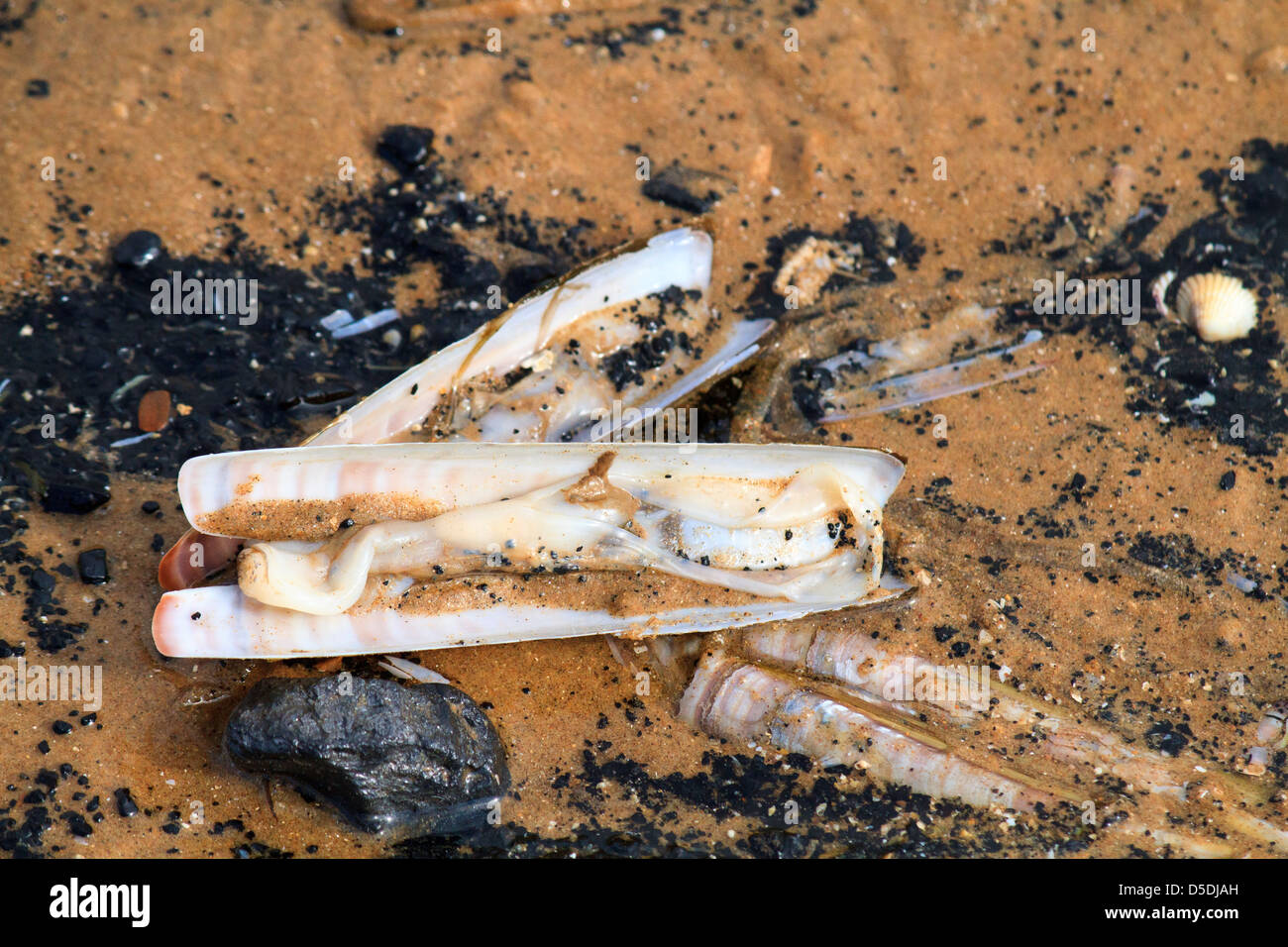 Razorshells High Resolution Stock Photography and Images - Alamy