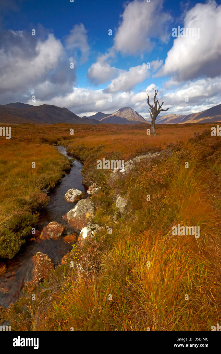 A solitary dead Caledonian pine tree standing on lonely Rannoch Moor ...