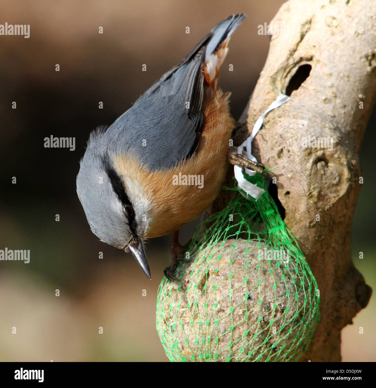 Fat bird eating hi-res stock photography and images - Alamy