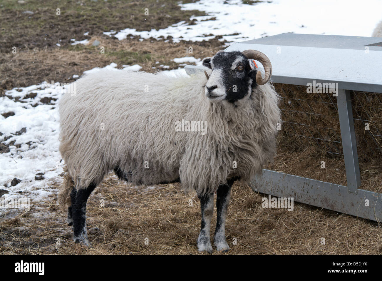 sheep in the lake district Stock Photo - Alamy