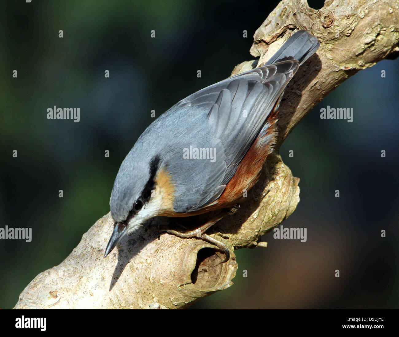 Detailed close-up of a European Nuthatch (Sitta europaea Stock Photo ...