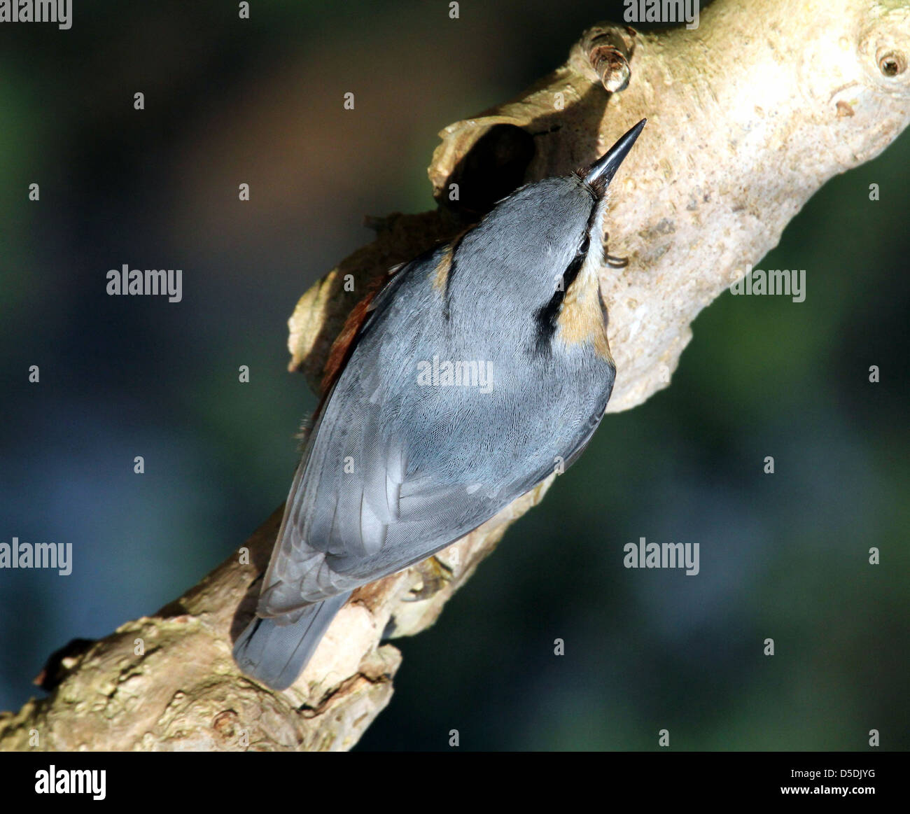 Nuthatch uk close up hi-res stock photography and images - Alamy