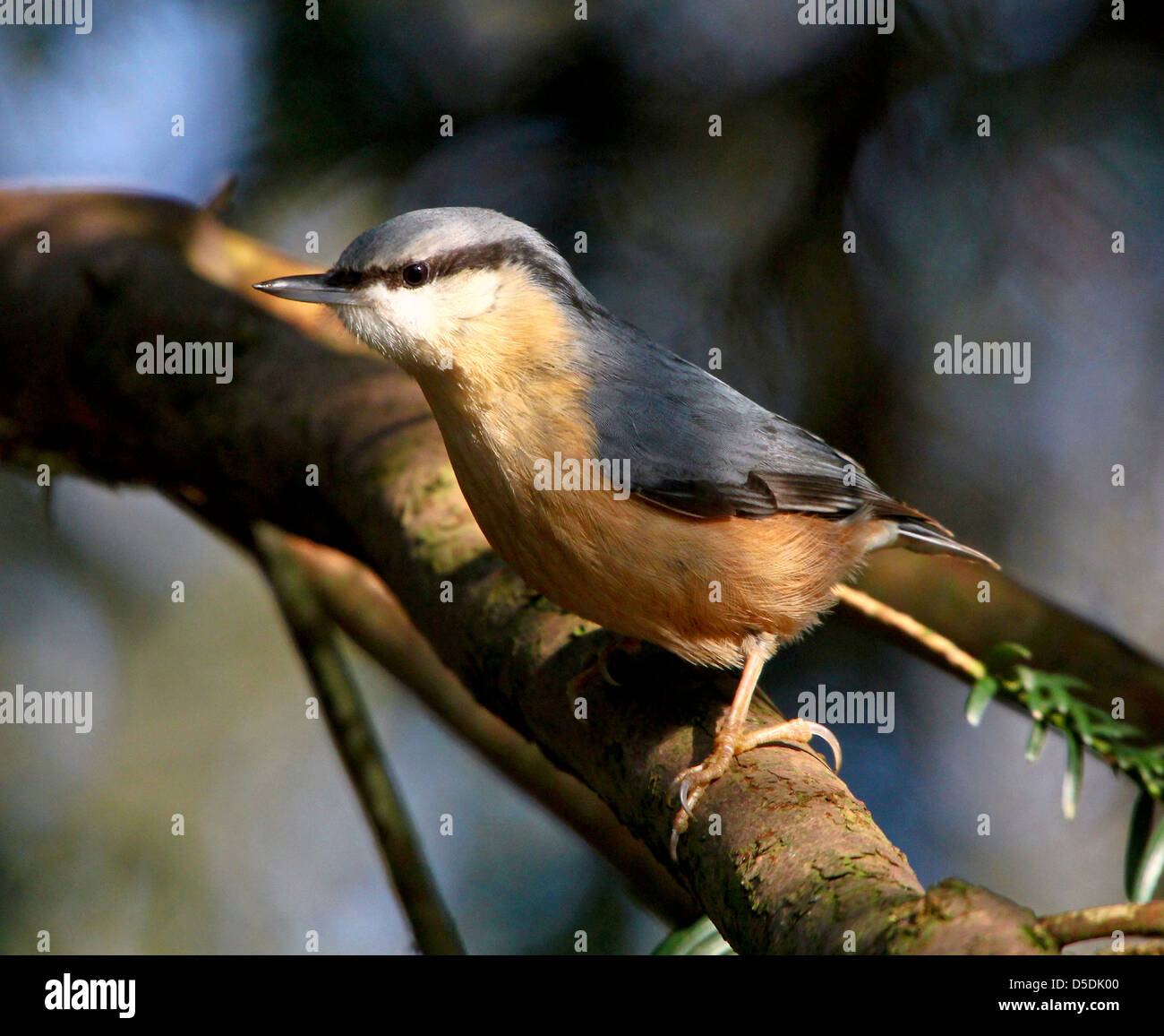 Colourful nuthatch hi-res stock photography and images - Alamy