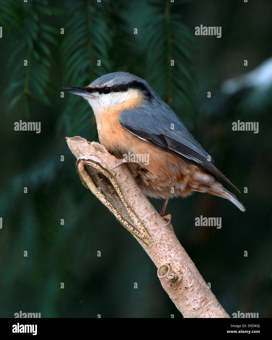 Nuthatch uk close up hi-res stock photography and images - Alamy