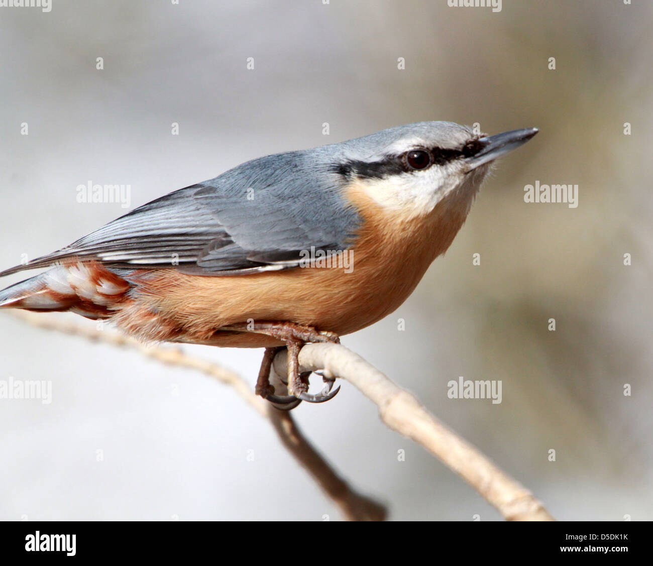 European Nuthatch (Sitta europaea) posing on a branch Stock Photo - Alamy