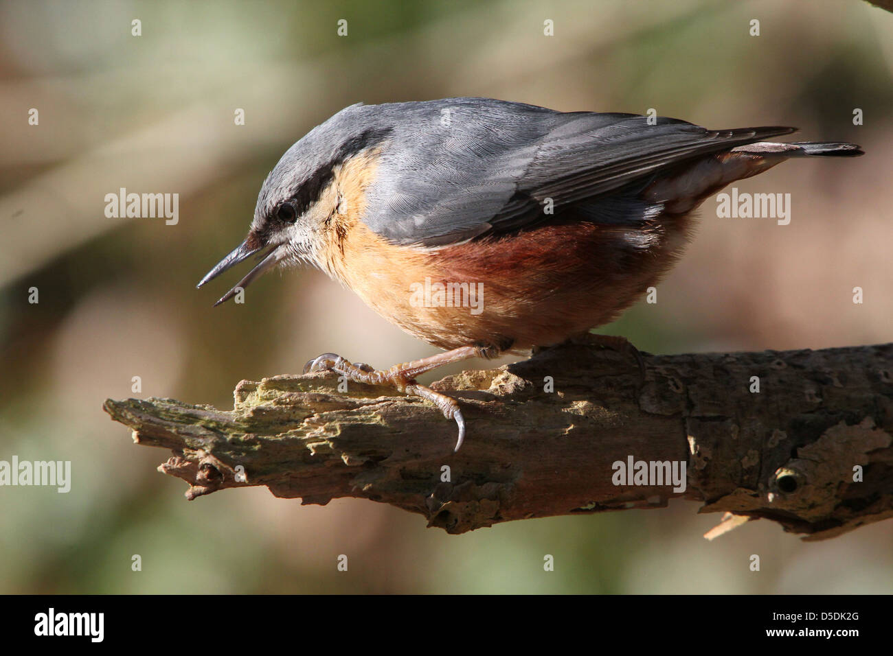 Singing nuthatch hi-res stock photography and images - Alamy