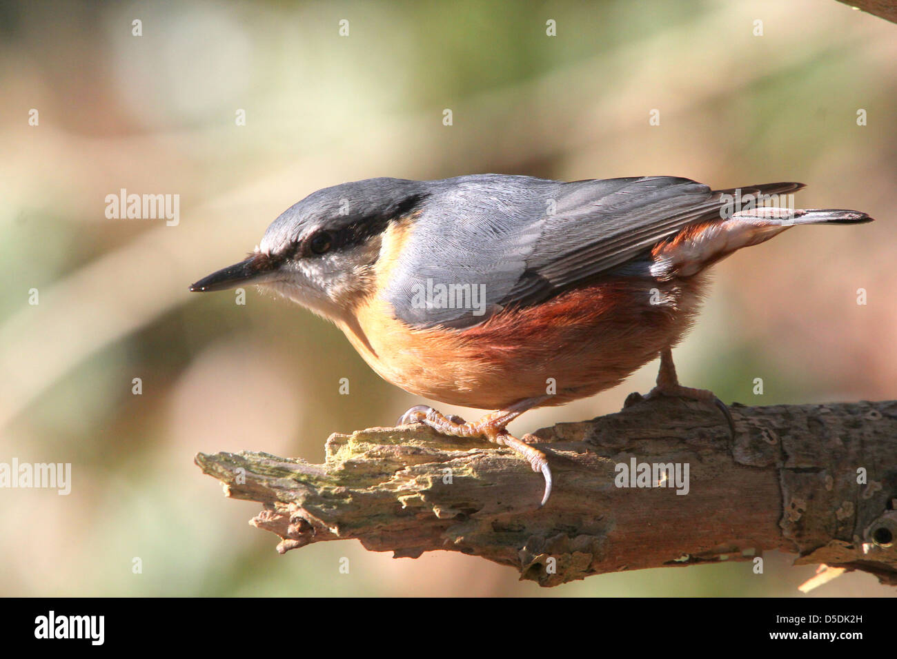 Detailed close-up of a Europeans Nuthatch (Sitta europaea Stock Photo ...