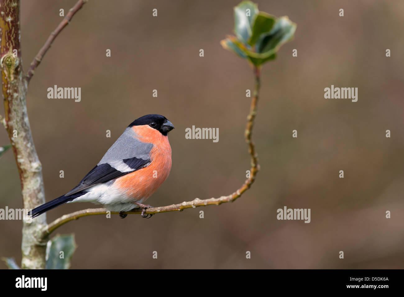 Bullfinch hi-res stock photography and images - Alamy
