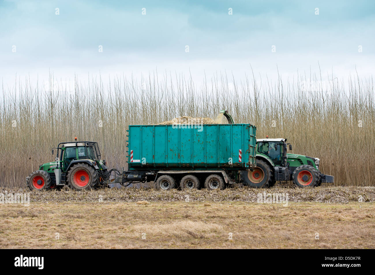 Short rotation forestry hi-res stock photography and images - Alamy