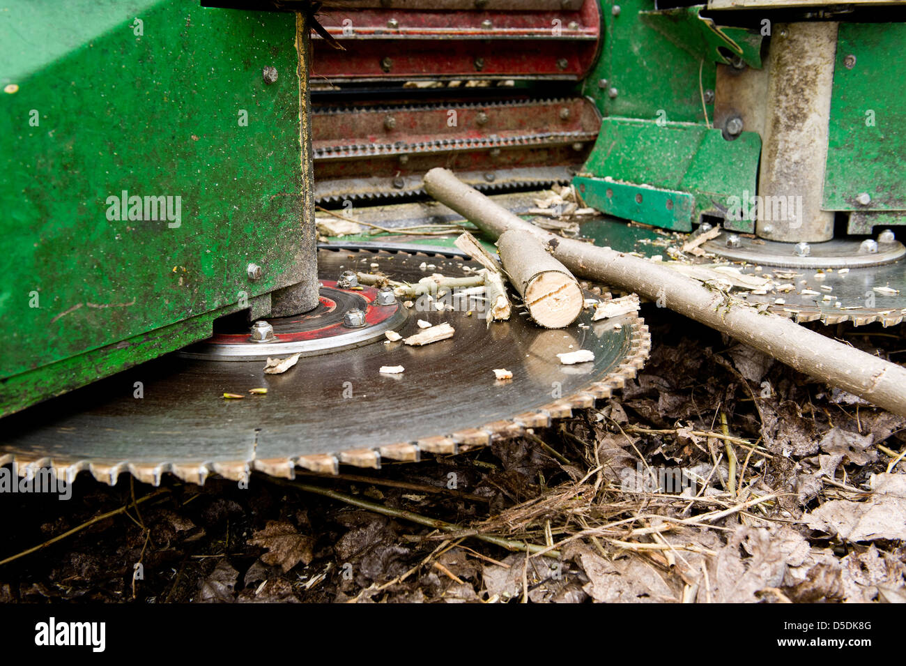 Short rotation plantation hi-res stock photography and images - Alamy