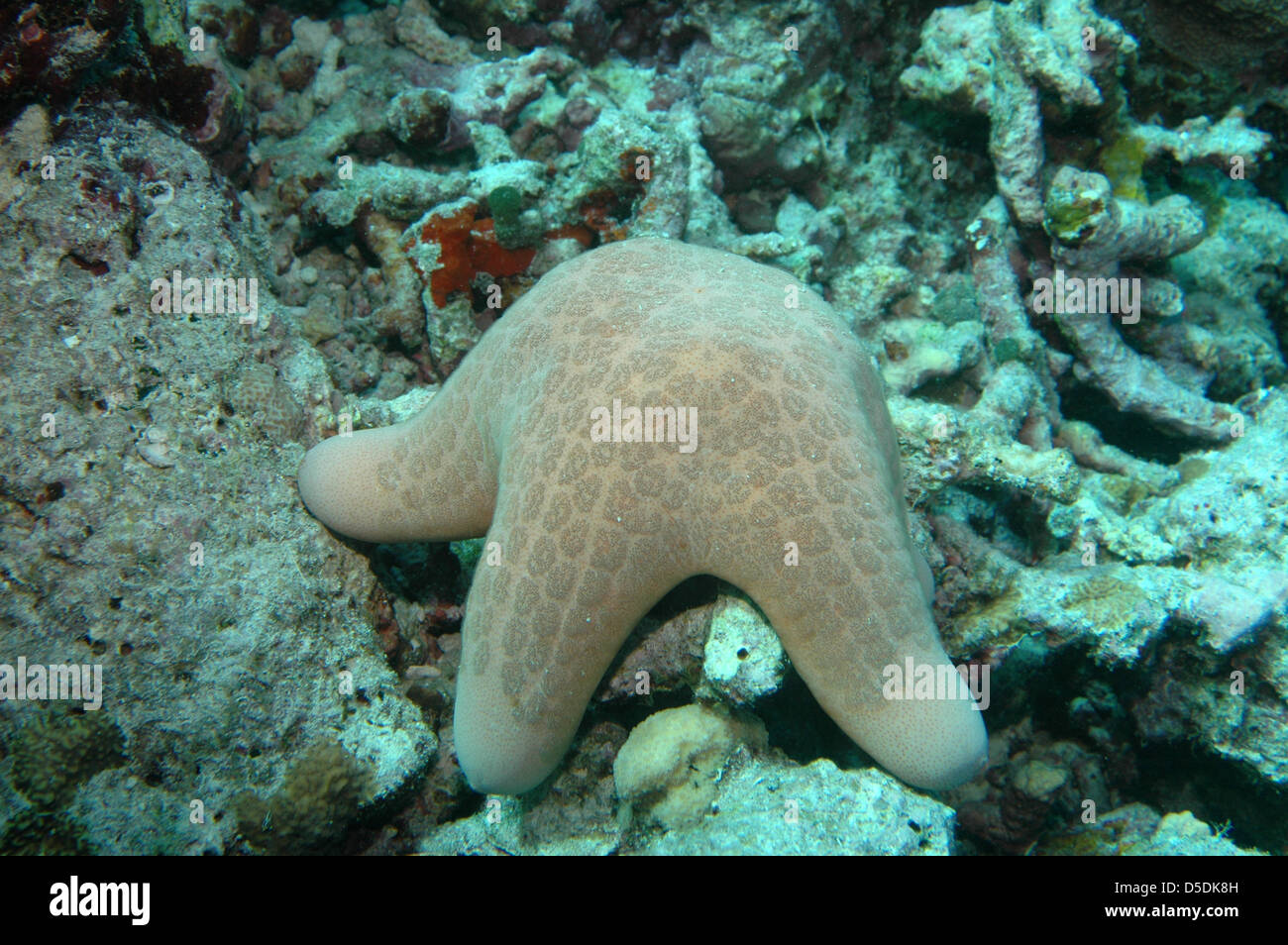 Huge starfish hi-res stock photography and images - Alamy