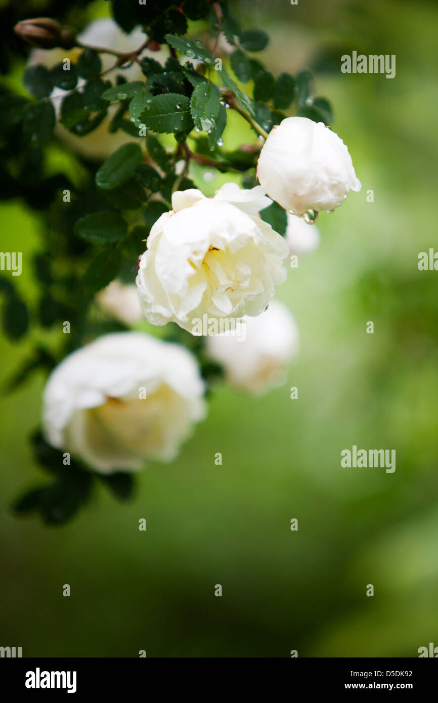 White wild roses hi-res stock photography and images - Alamy
