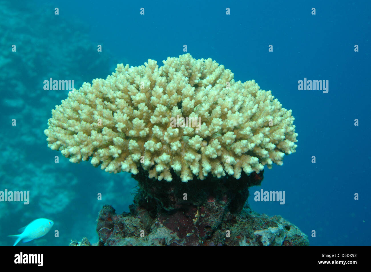 Coral head hi-res stock photography and images - Alamy