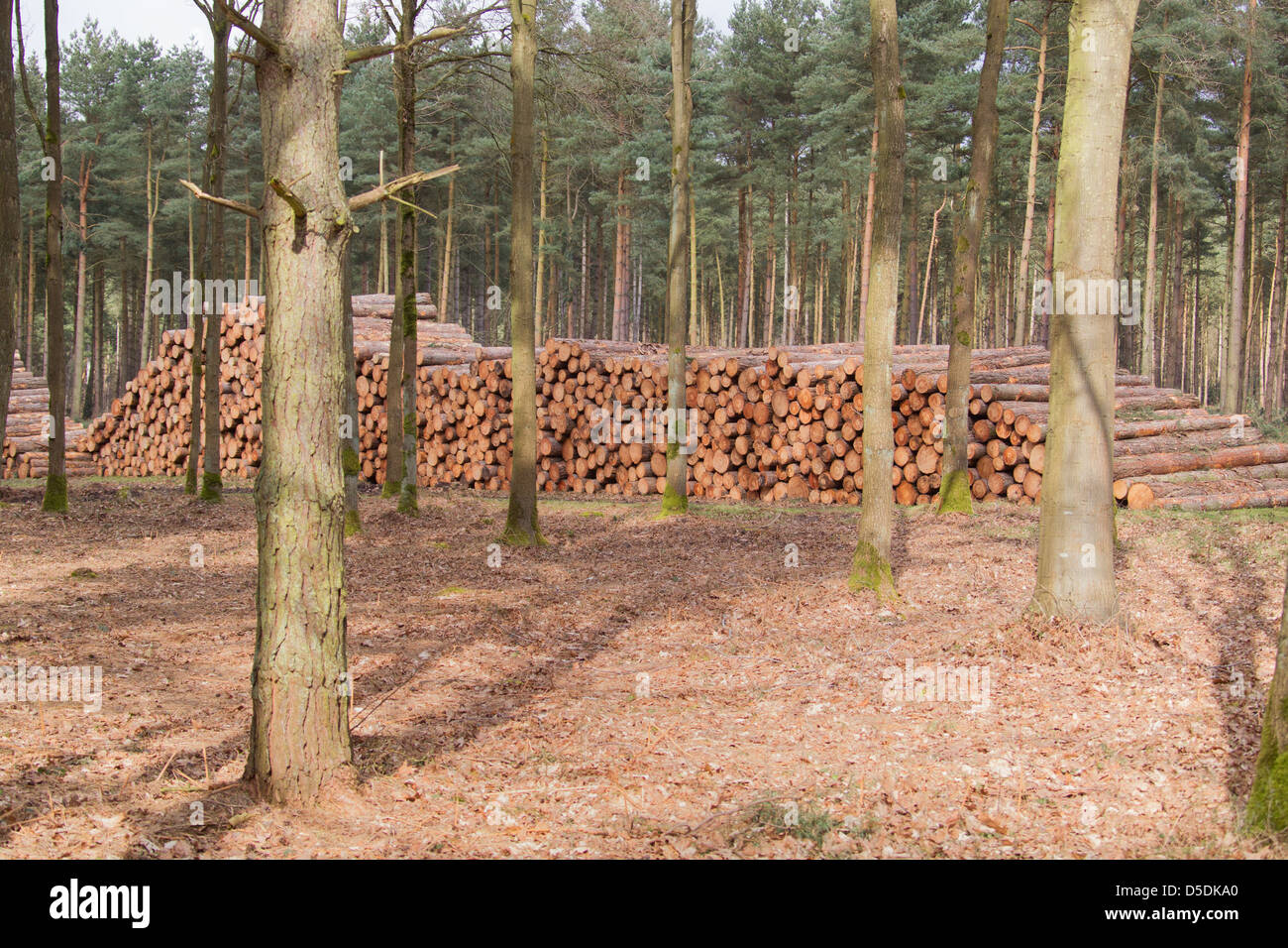 Felled Timber stacked by a forest track ready for collection and ...