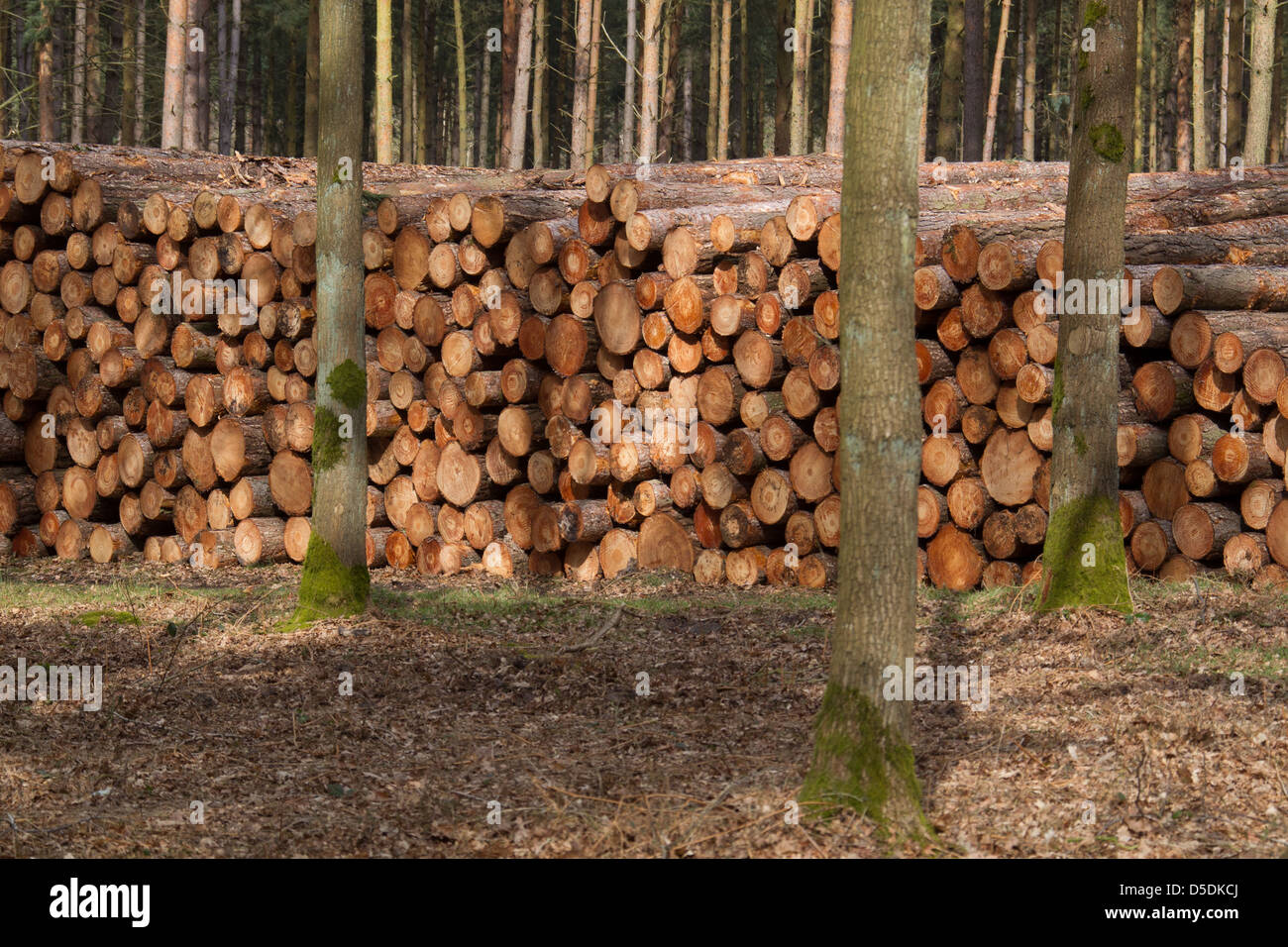 Felled Timber stacked by a forest track ready for collection and ...