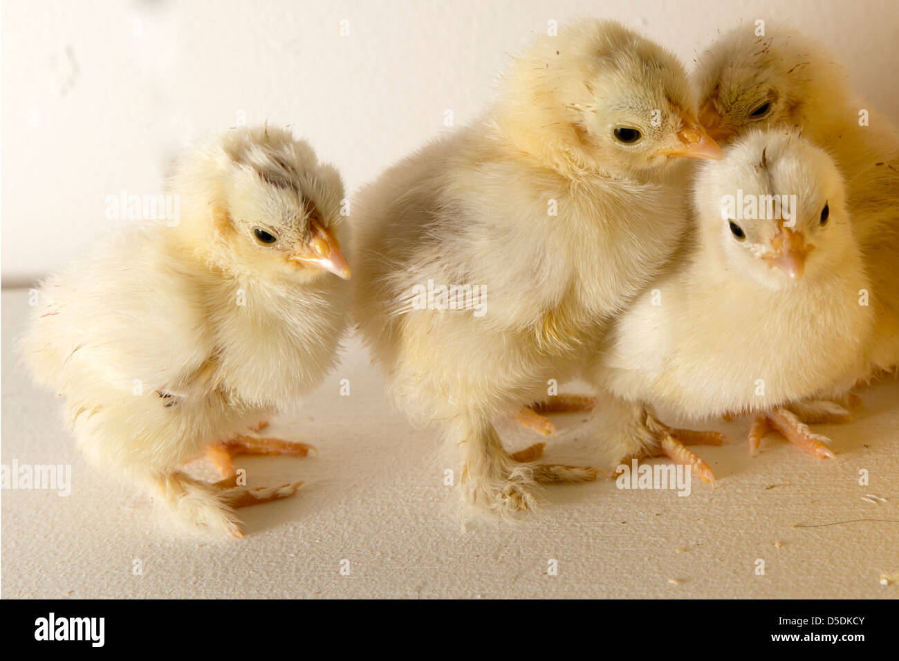 Baby chickens eating hi-res stock photography and images - Alamy