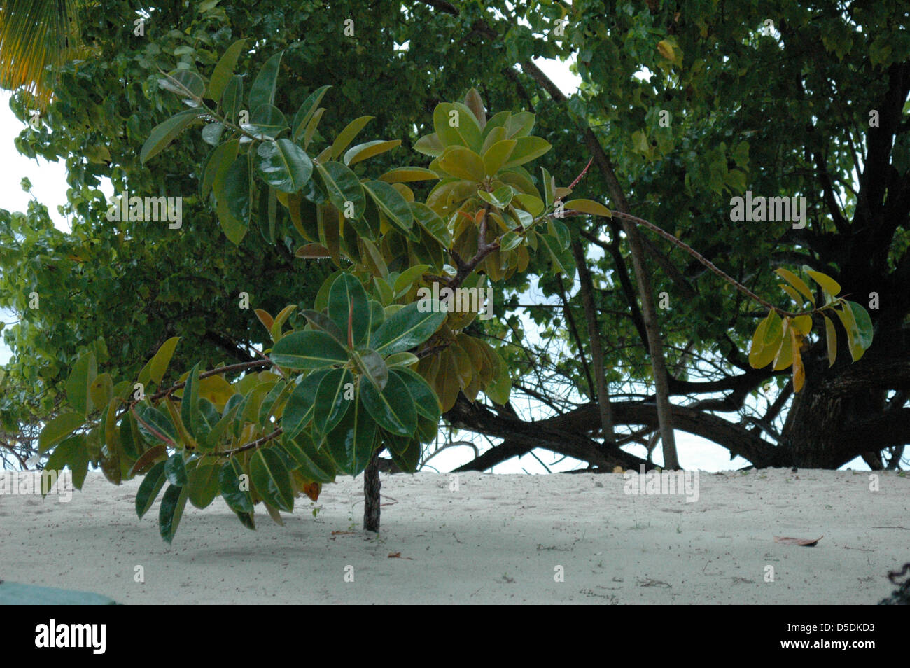 Maldives beach tree Stock Photo - Alamy