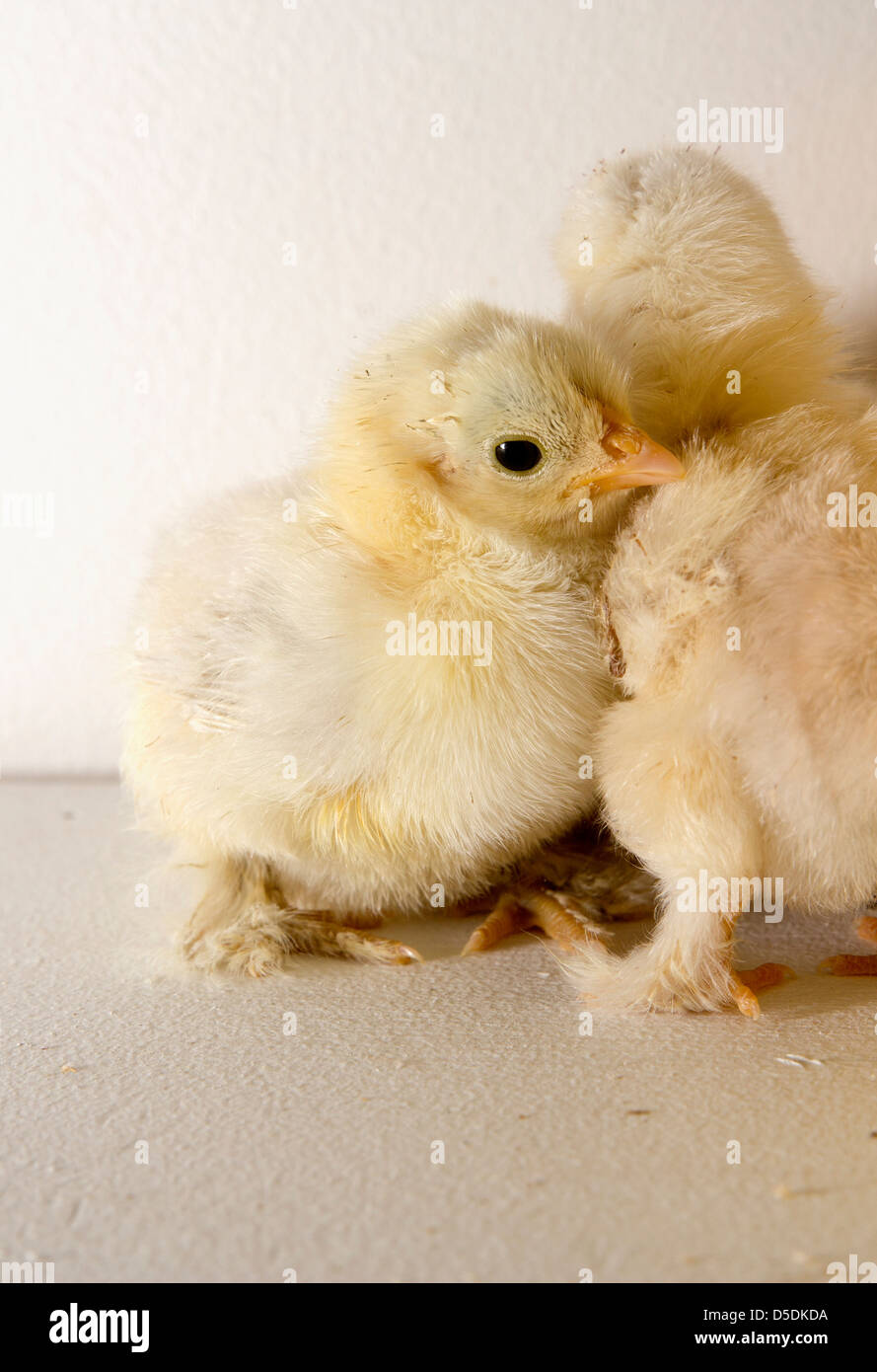 Baby chickens eating hi-res stock photography and images - Alamy