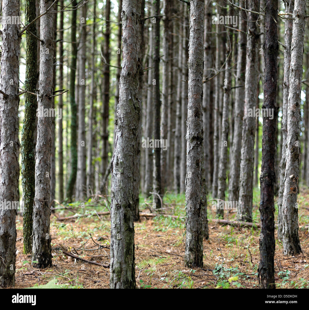 close view of the trunks in a forest in autumn Stock Photo - Alamy