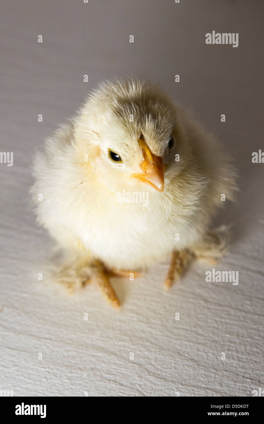 Baby chicken eating hi-res stock photography and images - Alamy