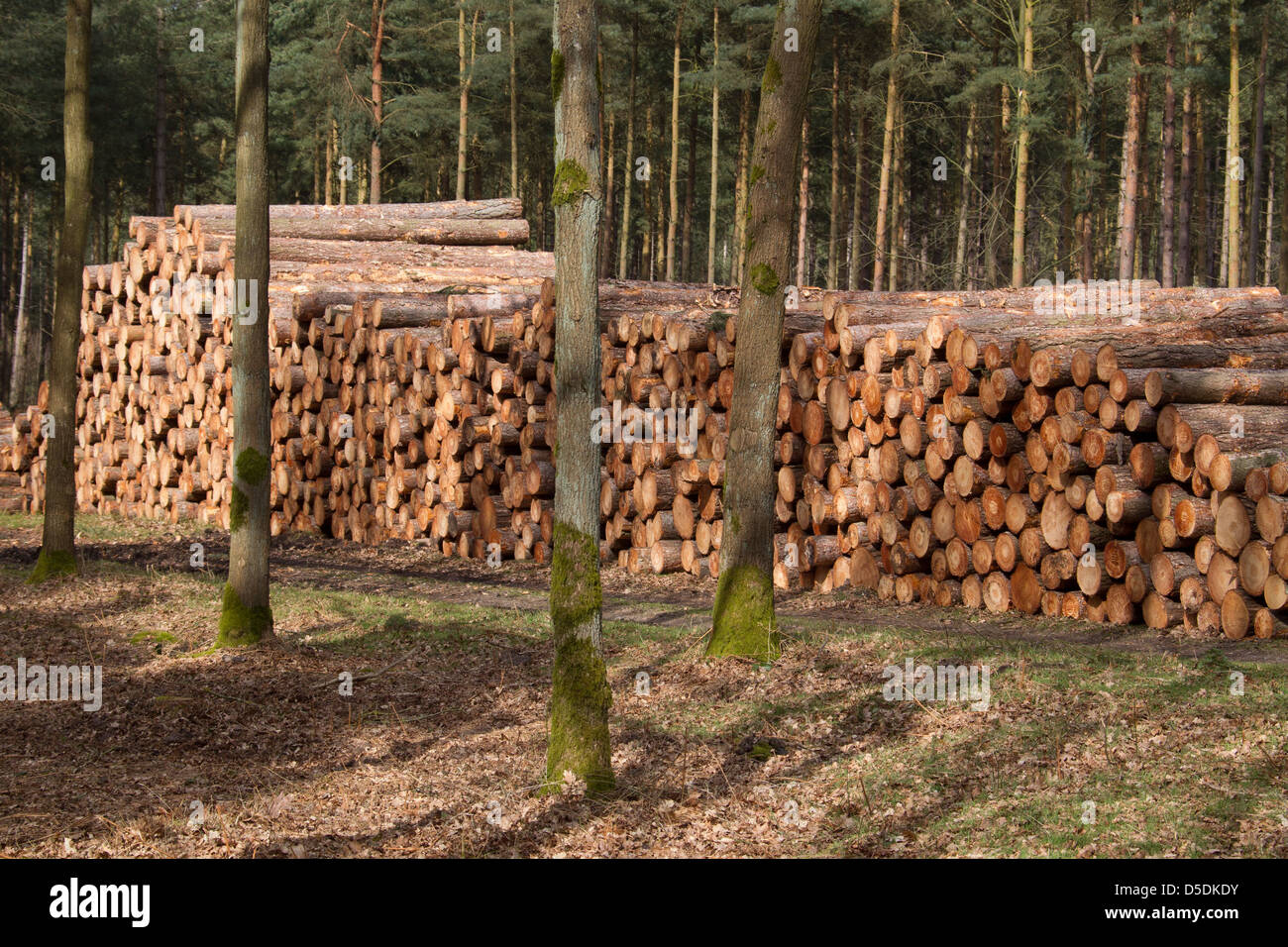 Felled Timber stacked by a forest track ready for collection and ...