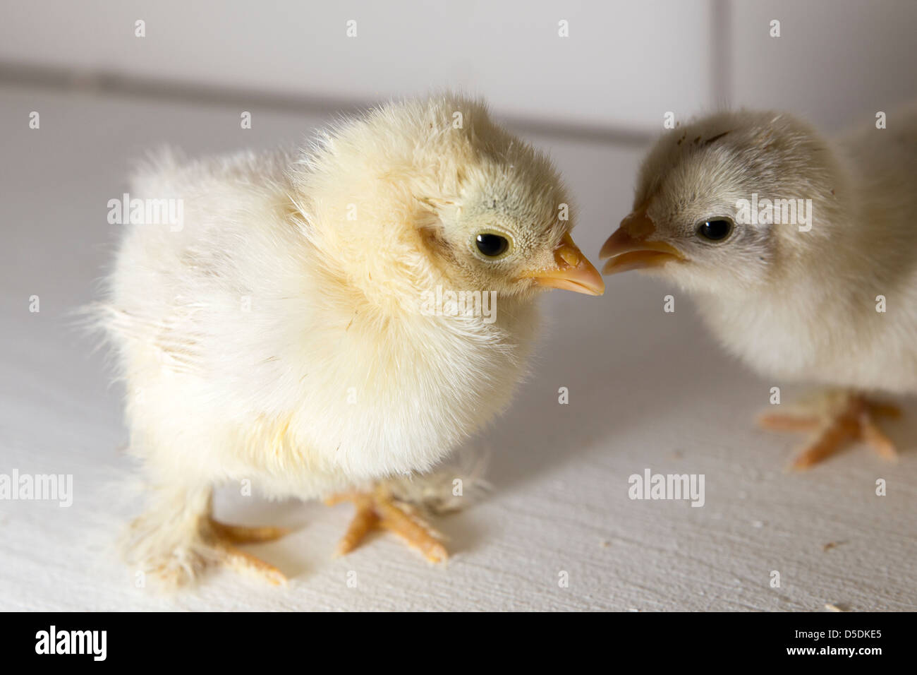 Easter baby chicks baby chickens hi-res stock photography and images ...