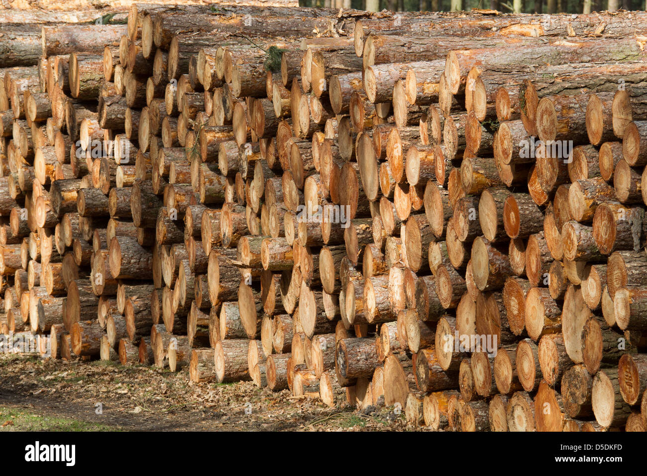 Felled Timber stacked by a forest track ready for collection and ...