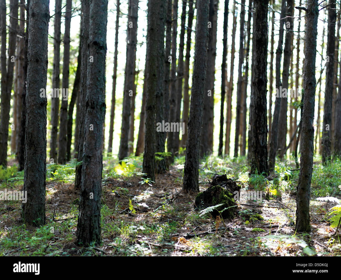 a close view of the trunks in a forest in autumn Stock Photo - Alamy