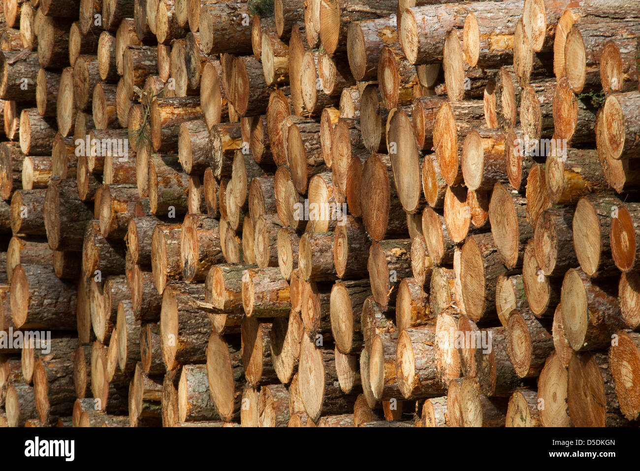 Felled Timber stacked by a forest track ready for collection and ...
