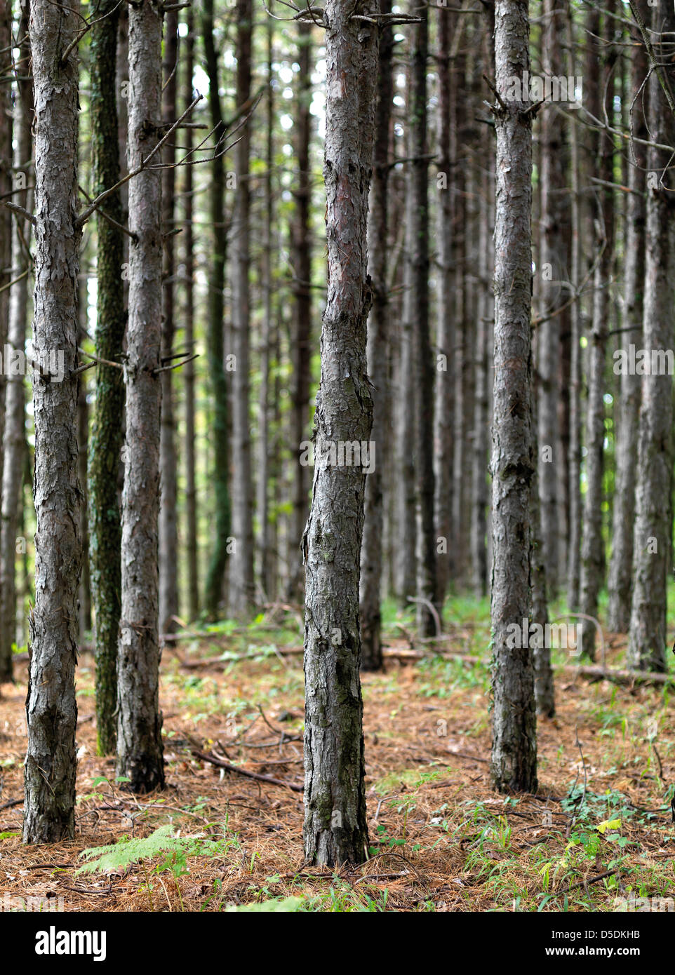 close view of the trunks in a forest in autumn Stock Photo - Alamy
