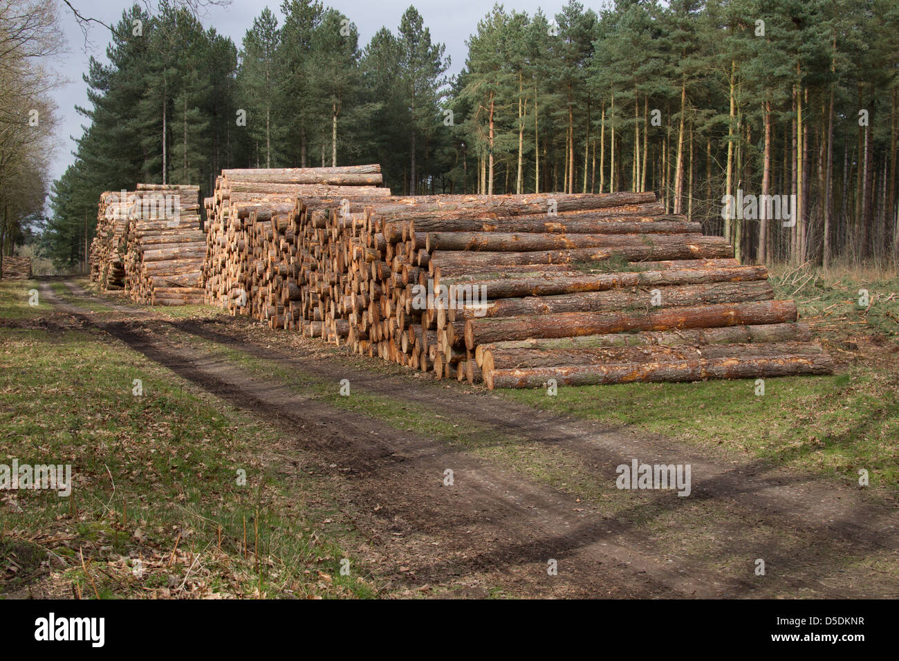 Felled Timber stacked by a forest track ready for collection and ...