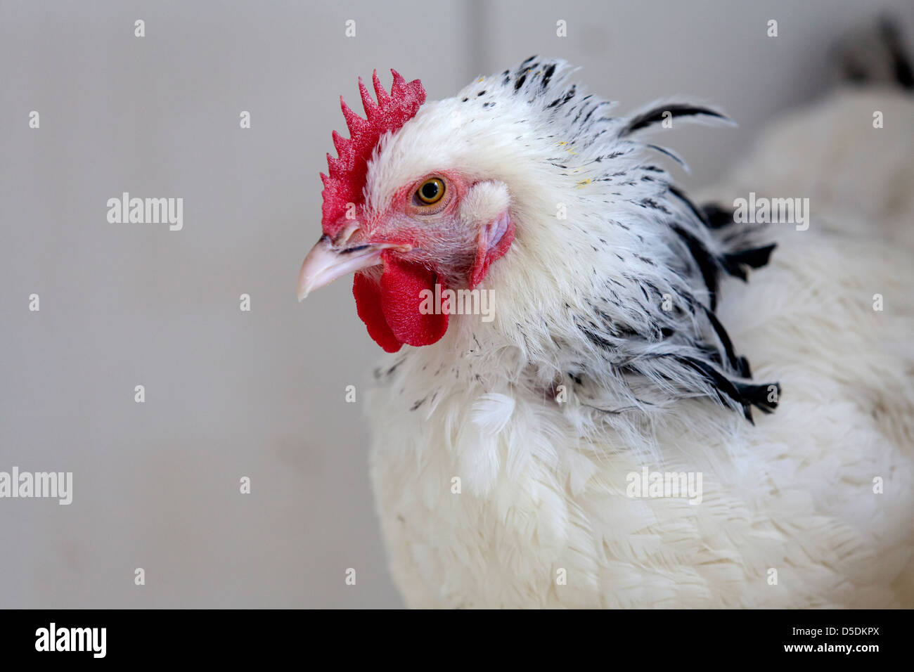 Norway chicken hi-res stock photography and images - Alamy