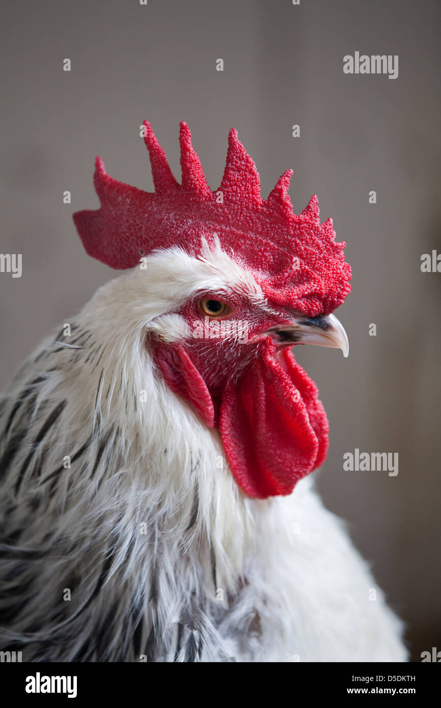Rooster comb hi-res stock photography and images - Alamy