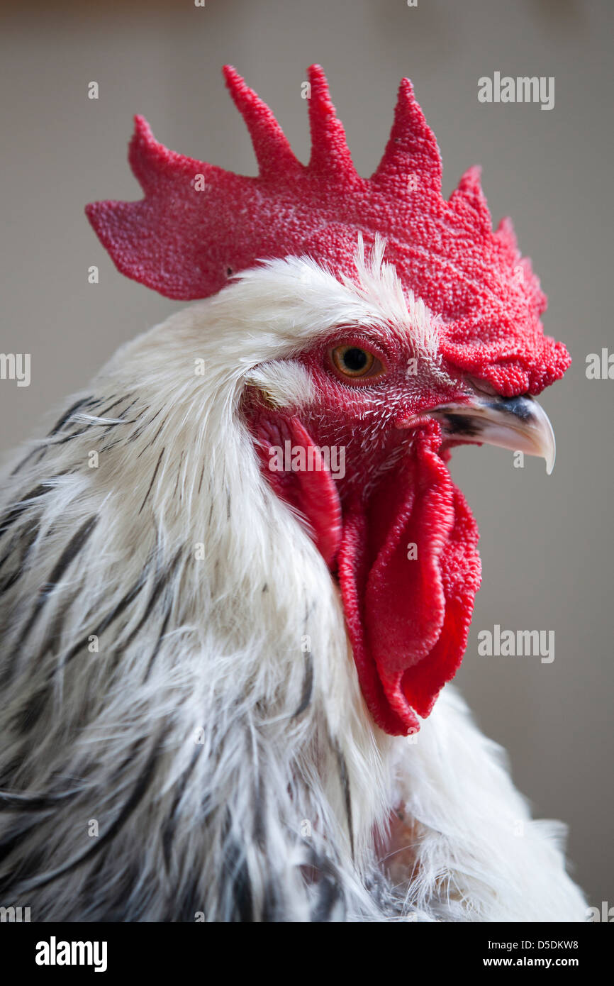 Profile cockerel rooster hi-res stock photography and images - Alamy